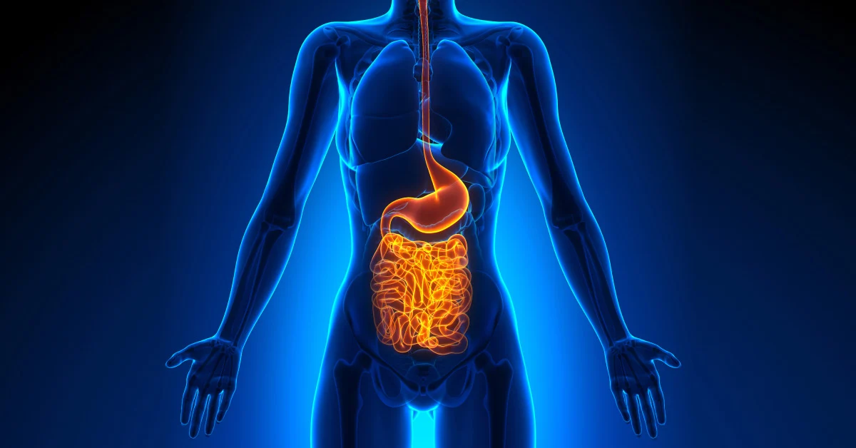 Explorando a Anatomia do Processo Digestivo Humano em 2025